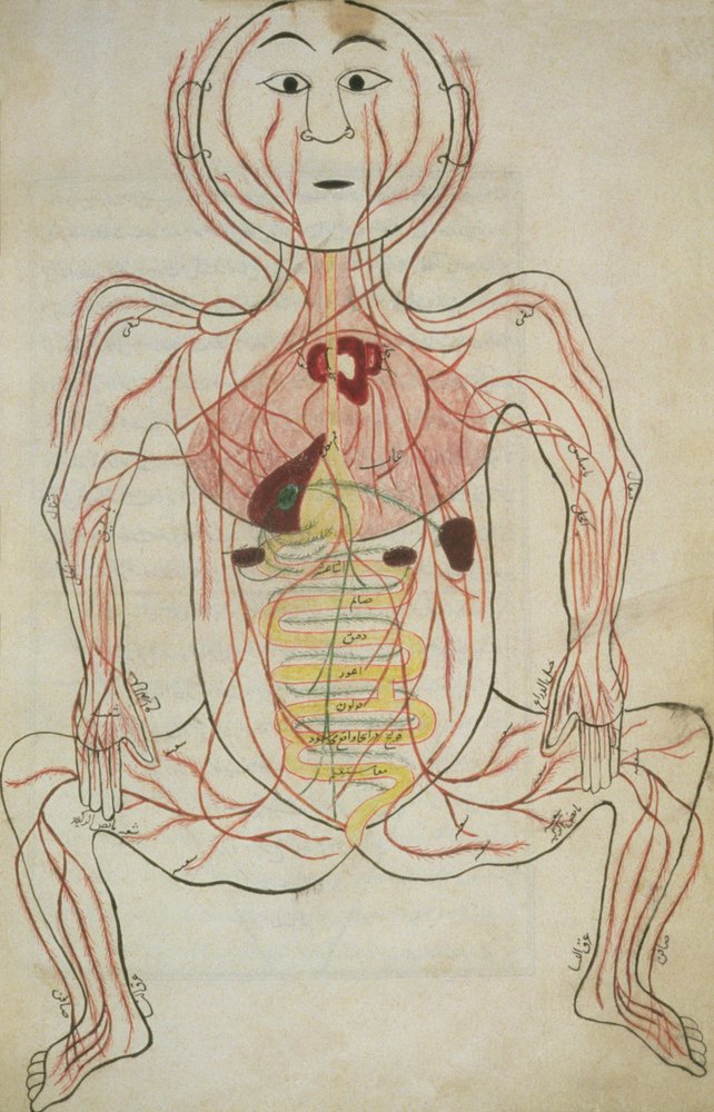 The Human Internal Organs and Circulatory System, illustration from ...