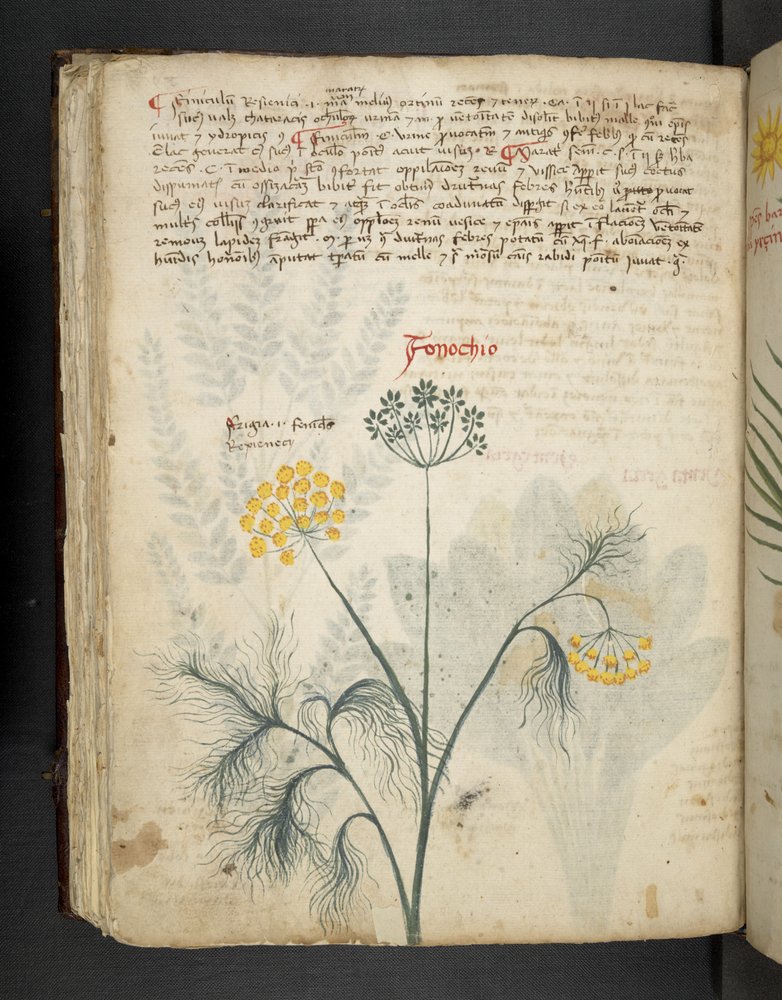 Finocchio, from 'A herbal', Belluno by Italian School
