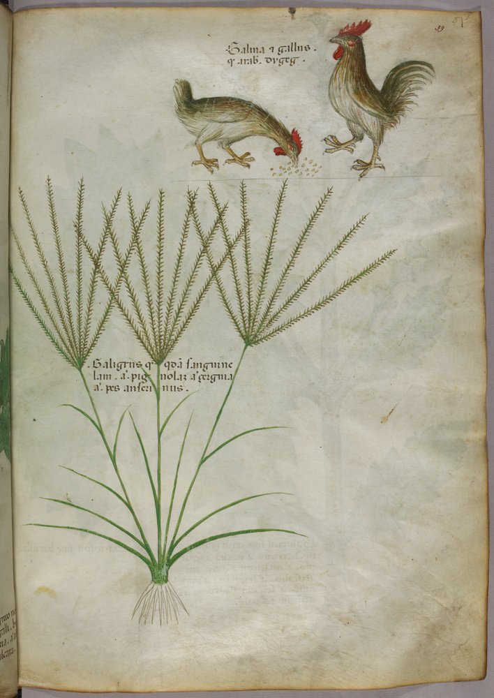 Botanical illustration of a plant and two roosters, c.1440