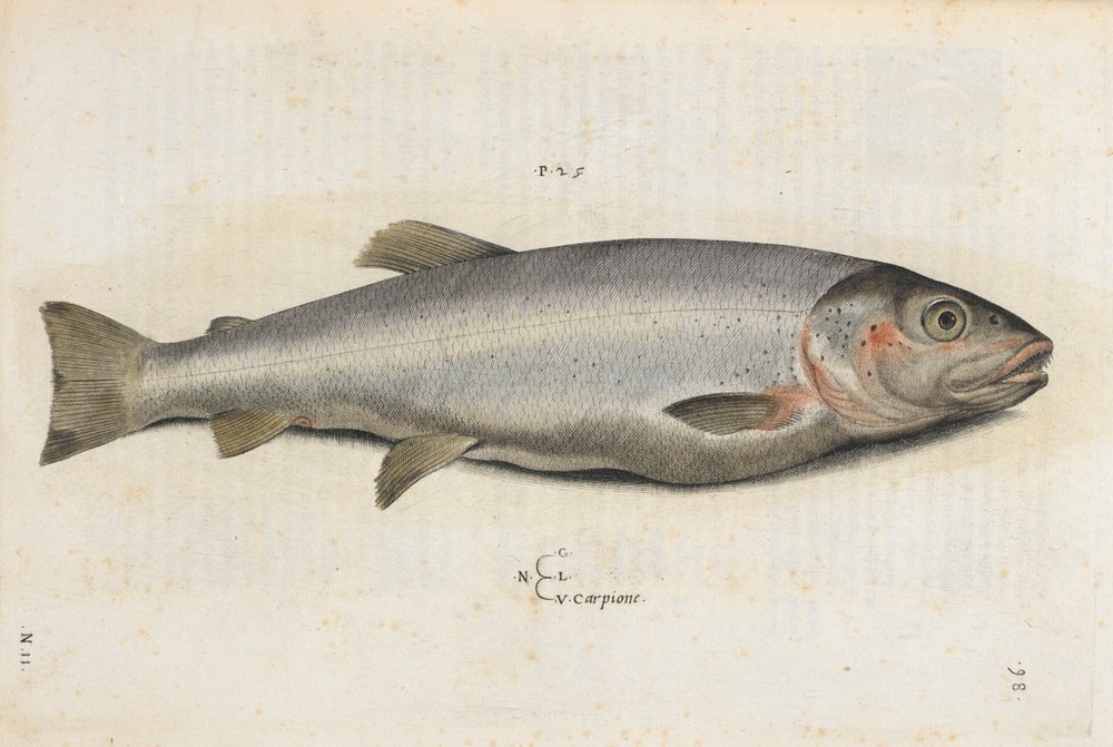 Carpione fish, illustration from 'Aquatilium Animalium Historiae liber ...