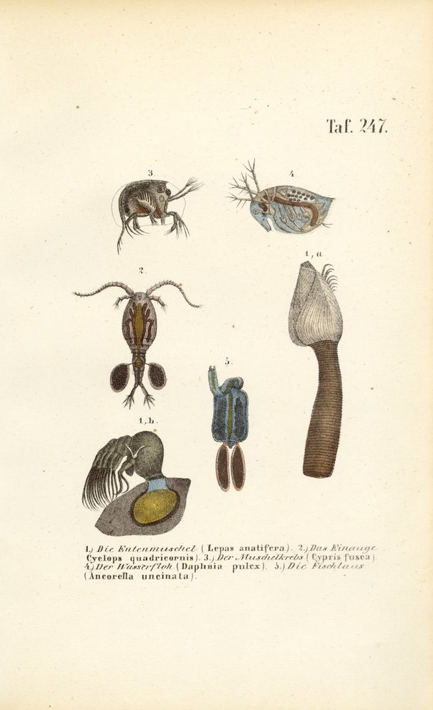 Freshwater Crustaceans and Shell-bearing Microorganisms
