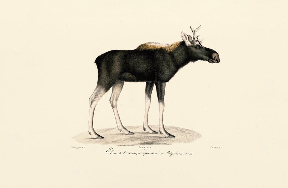 American Moose by Jacques Christophe Werner