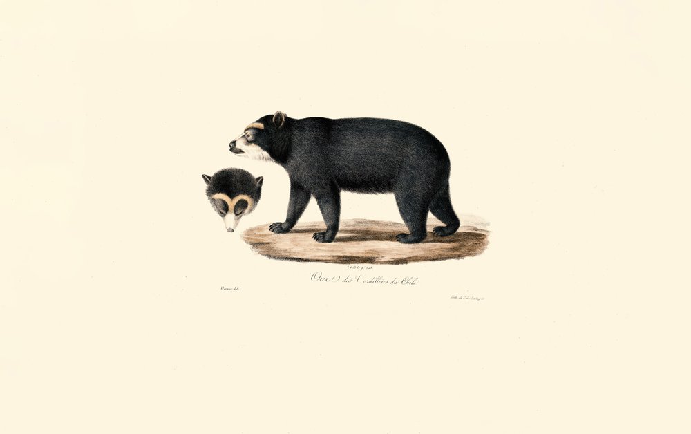 Andean Spectacled Bear by Jacques Christophe Werner