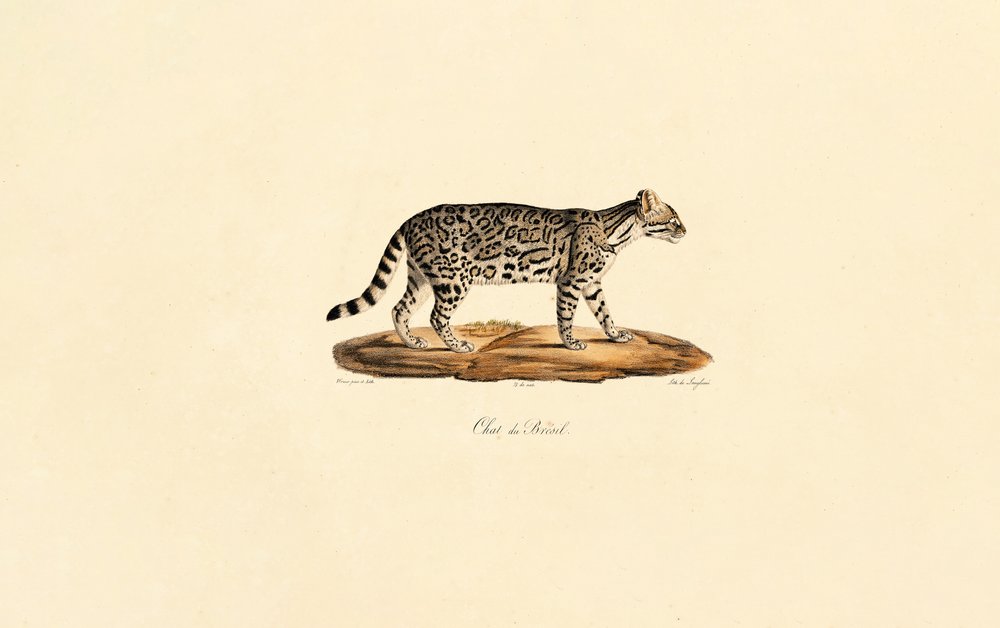 Brazilian Tiger Cat by Jacques Christophe Werner