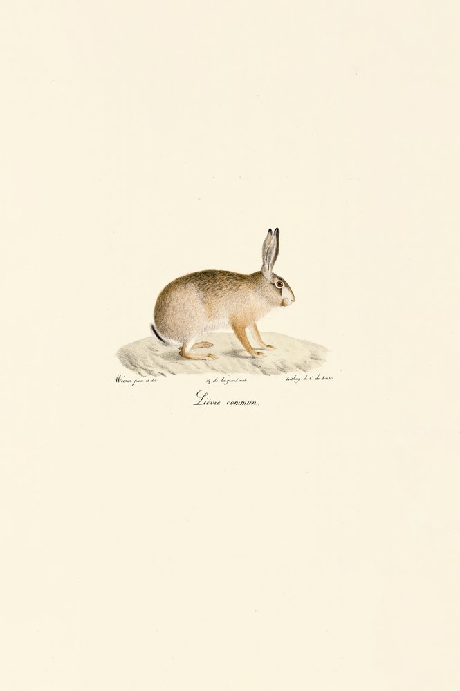 European Hare by Jacques Christophe Werner: Fine art print