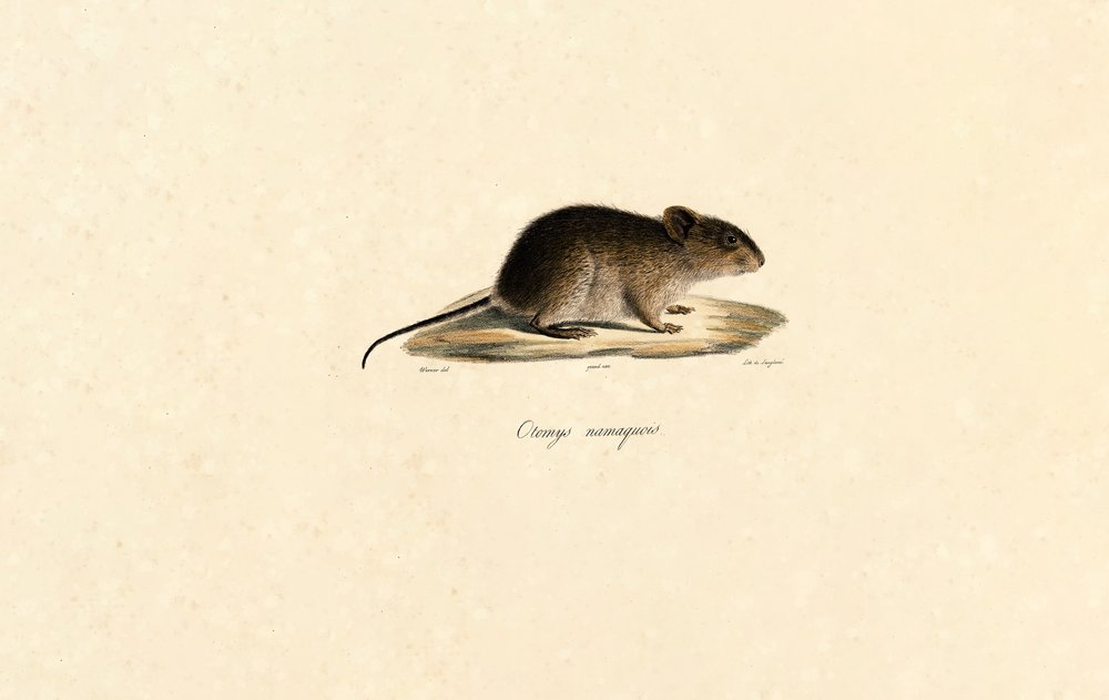 Namaqua Rock Mouse by Jacques Christophe Werner