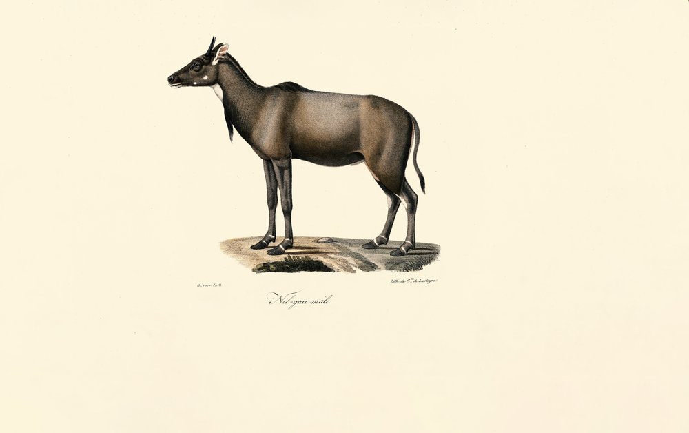 Nilgai Antelope by Jacques Christophe Werner