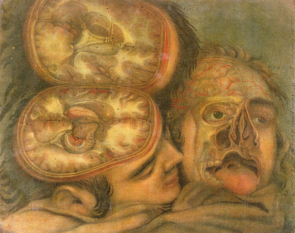 Cross-section of the Brain by Jacques Fabien Gautier d'Agoty