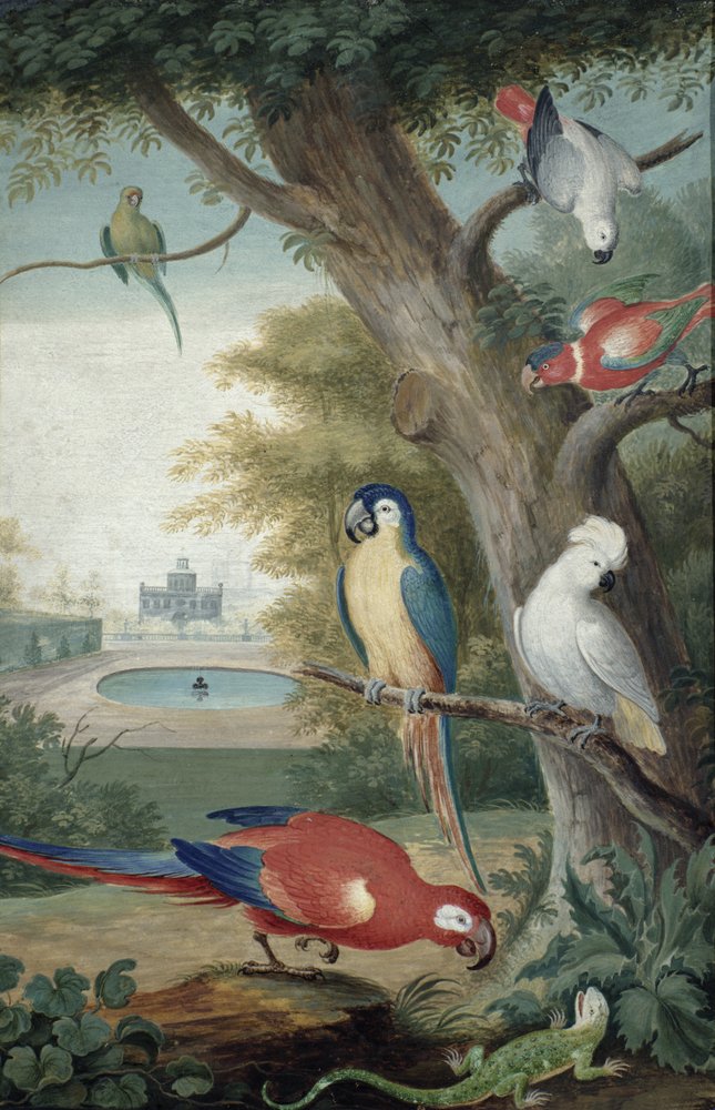 Parrots and a Lizard in a Picturesque Park