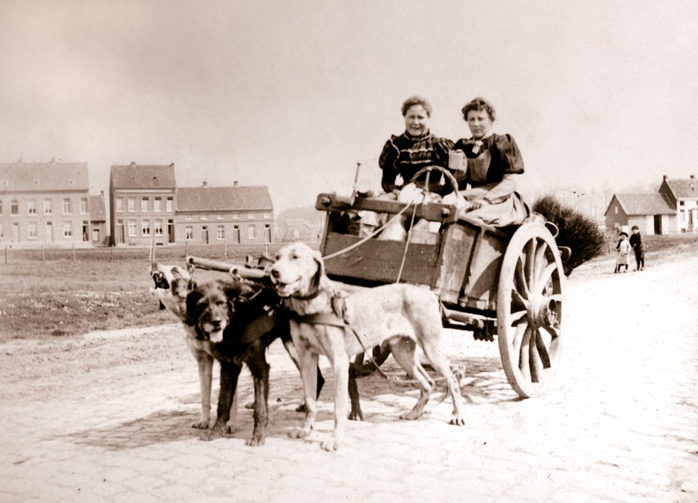 Dogs Pulling Women on a Cart, Antwerp by James Batkin