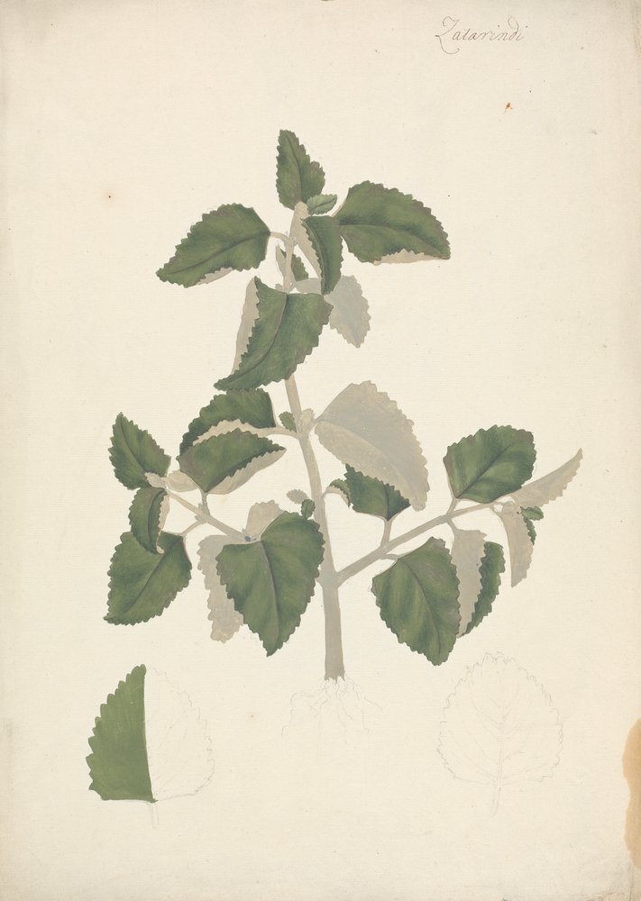 Labiatae: finished drawing of a leafy shoot, without flowers