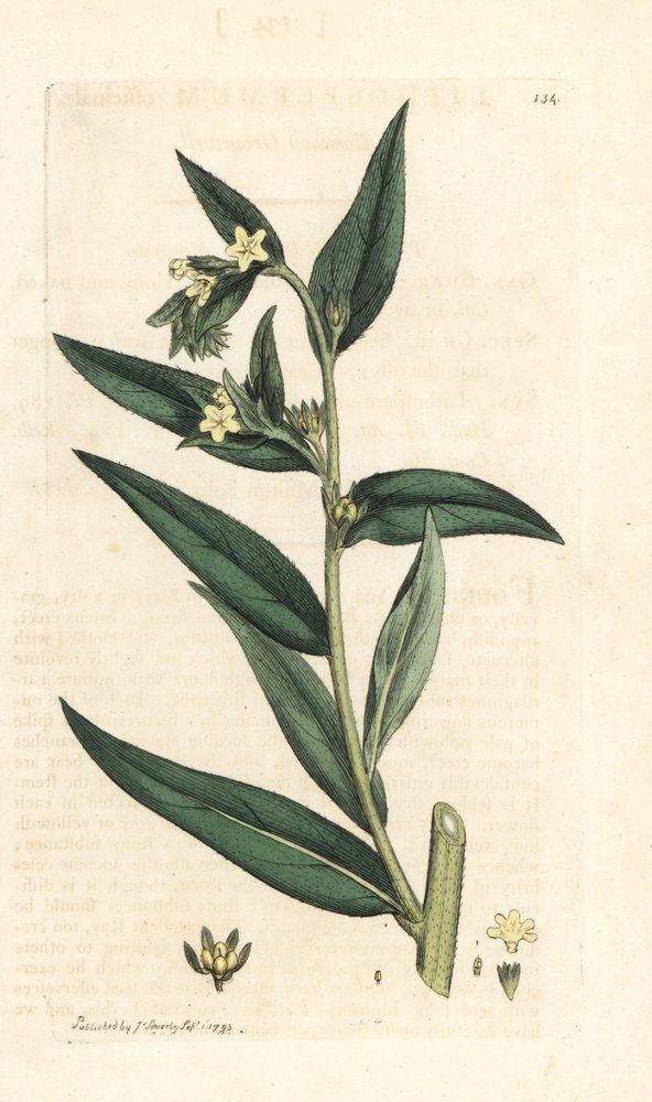 Common Gromwell, Lithospermum officinale (Gremil officinal ...