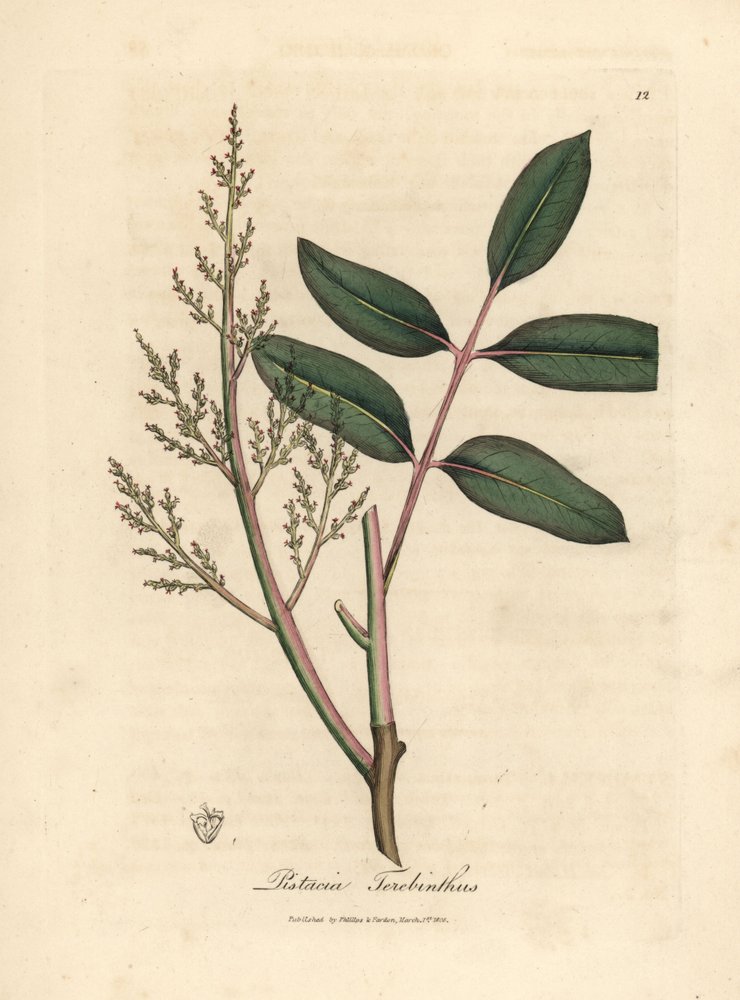 Leaves and flowers of the chian tree, Pistacia terebinthus