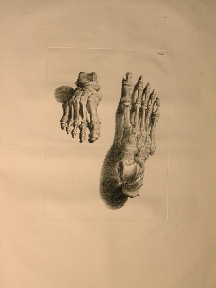 Skeleton of a Foot, illustration from 'Tabulae ossium humanorum' by ...
