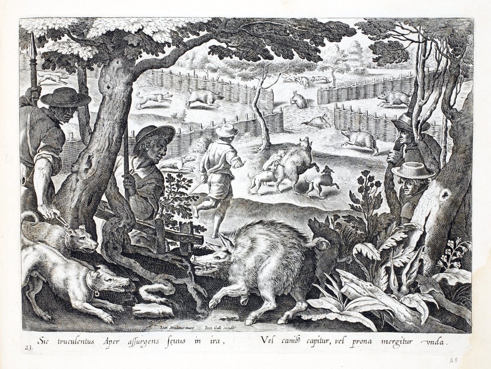 A ferocious wild boar rises up in anger, dogs drive other into the ...