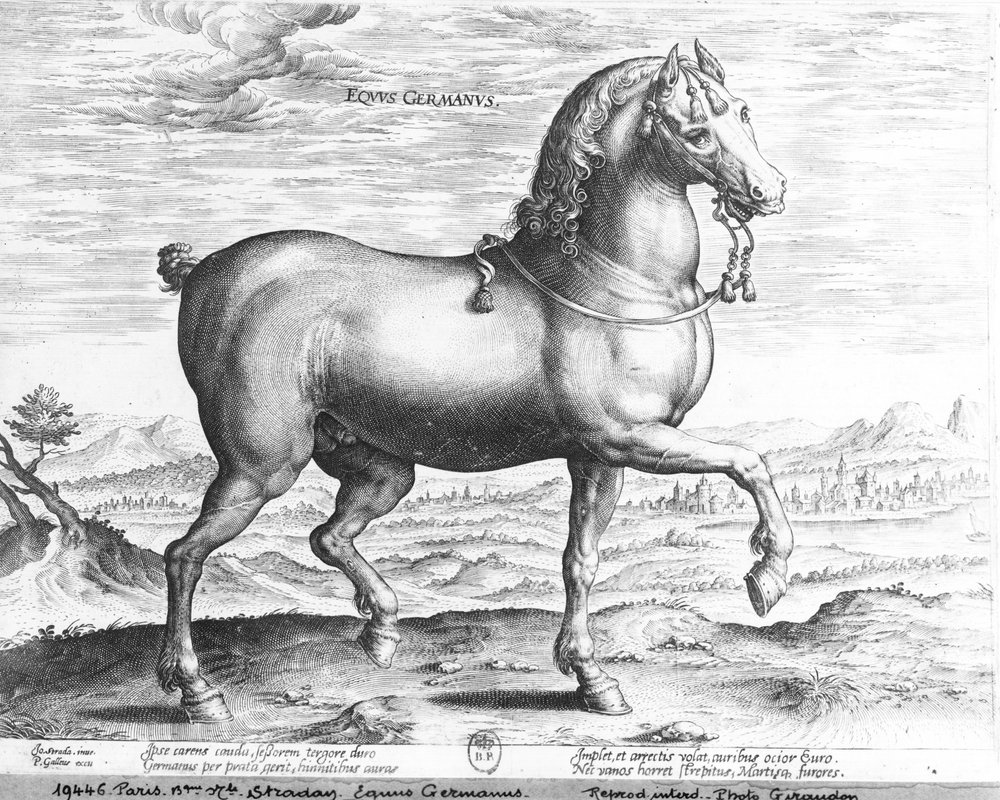Equus Germanus by Jan van der Straet: Buy fine art print