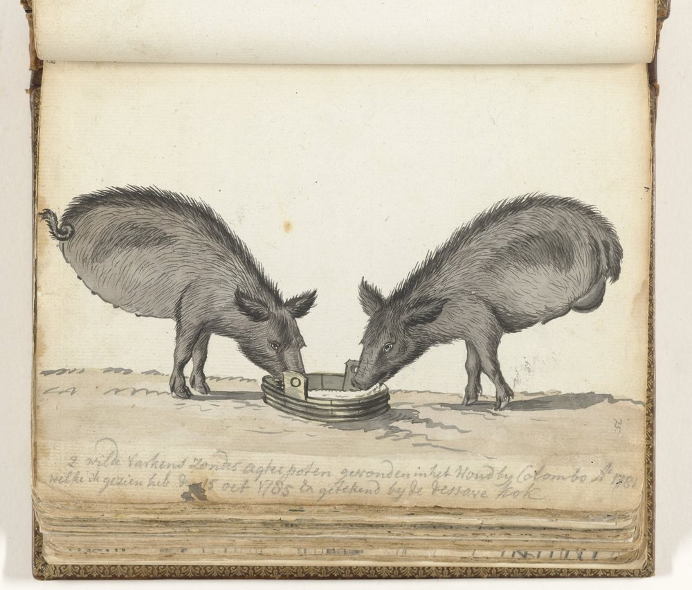 Pigs Without Hind Legs at Trough by Jan Brandes