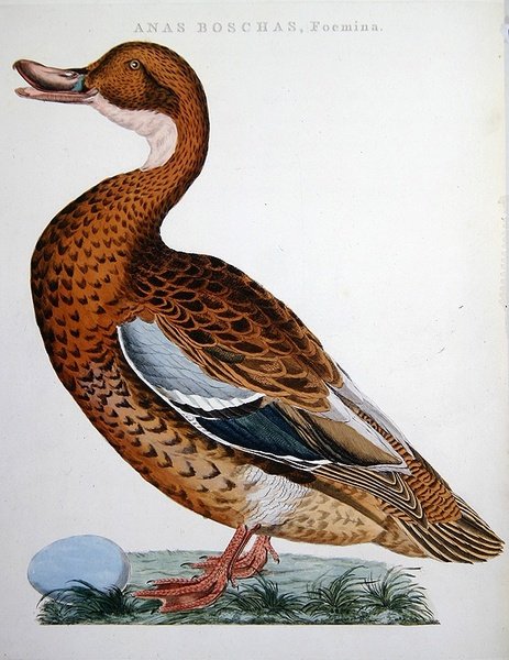 Mallard by Jan Christiaen Sepp: Buy fine art print
