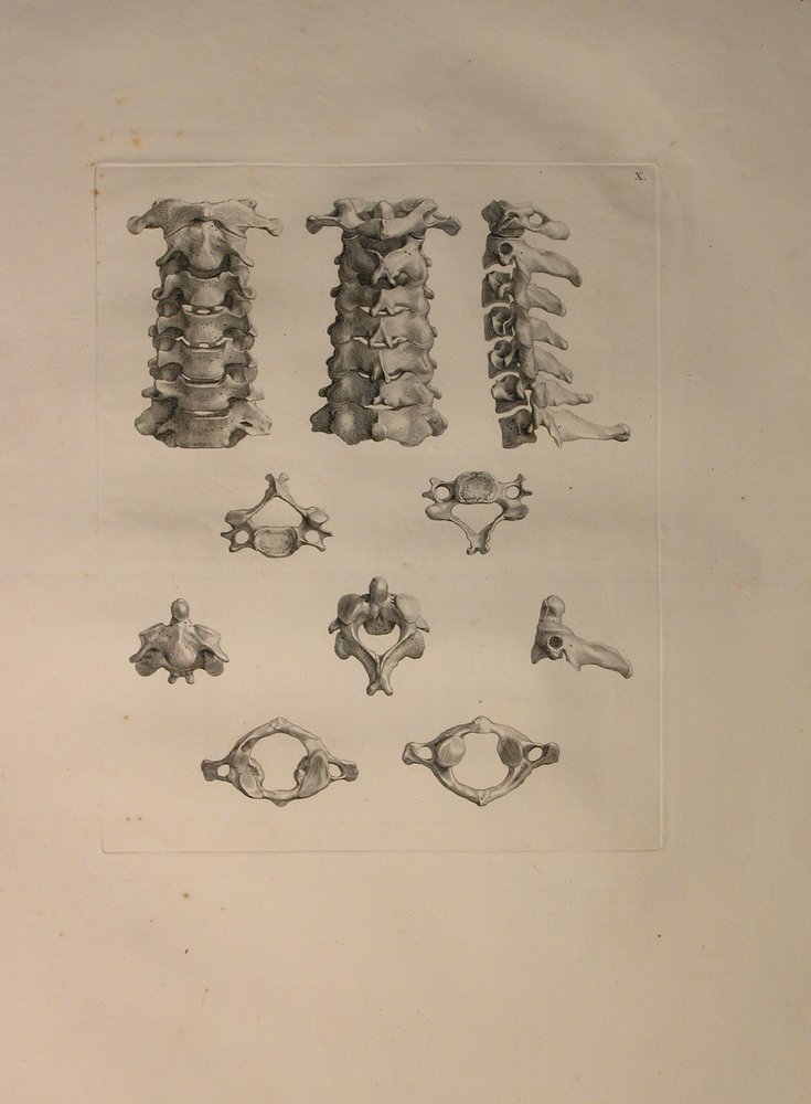 Cervical Vertebra (Plate X) from 'Tabulae Ossium Humanorum' by Bernhard ...