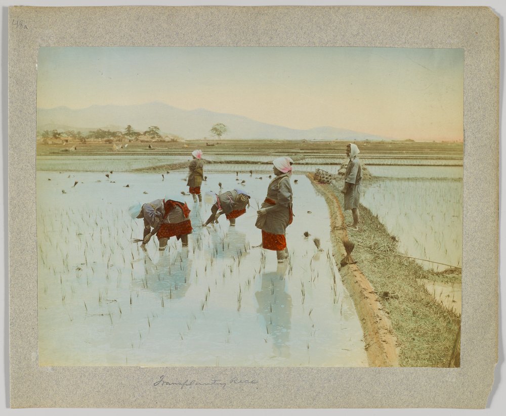 Transplanting rice, Japan by Japanese Photographer