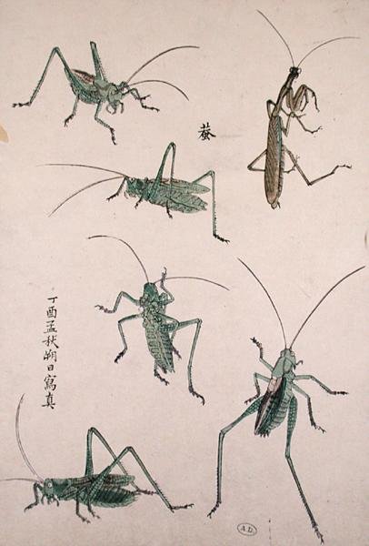 Grasshoppers by Japanese School: Buy fine art print