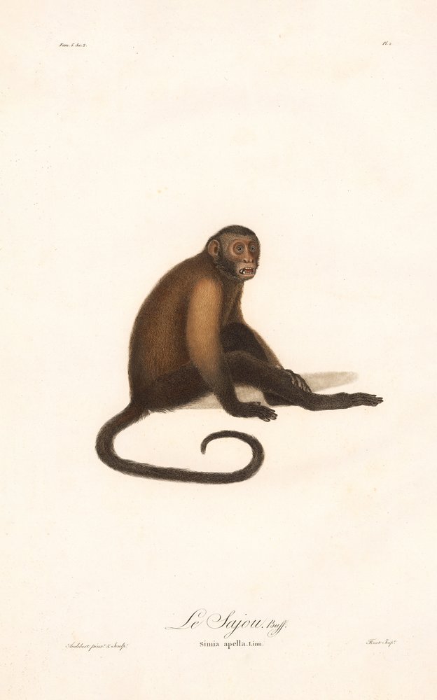 Tufted Capuchin Monkey by Jean Baptiste Audebert