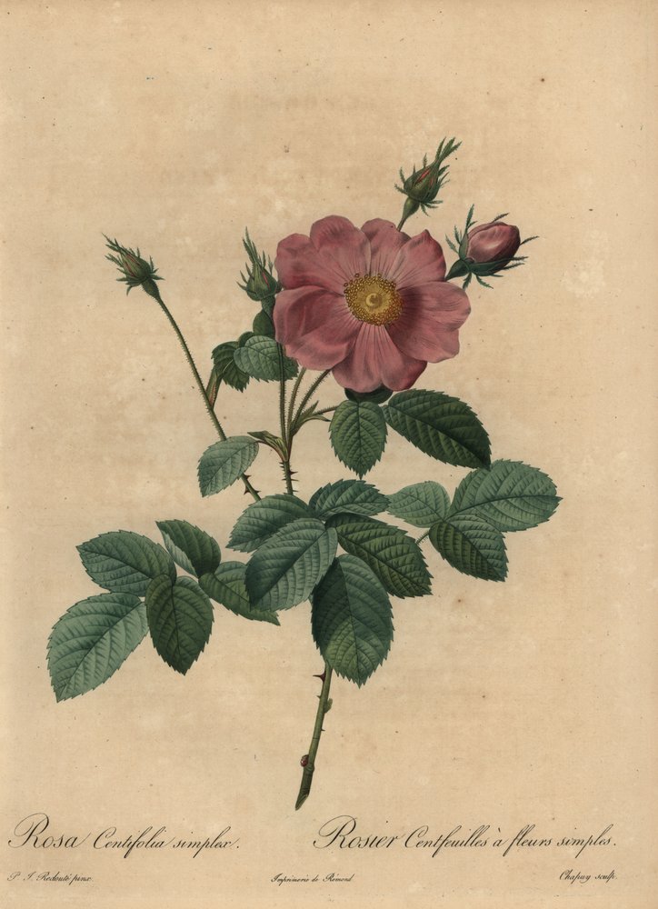 Pink Rose, Rosa Centifolia Simplex by Jean Baptiste Chapuy