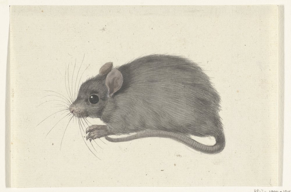 Mouse, Facing Left by Jean Bernard: Buy fine art print