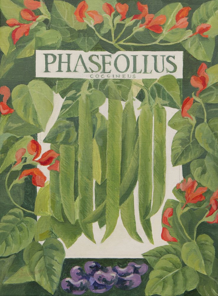 Phaseolus (runner beans) by Jennifer Abbott