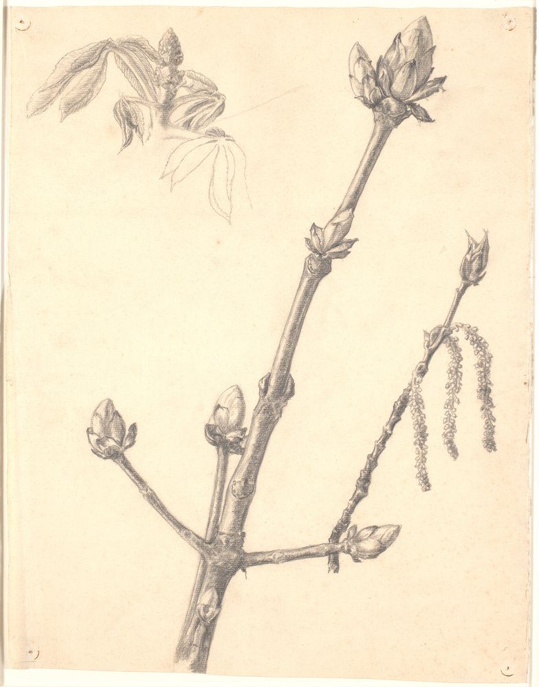 Study of Chestnut Branch and Detail Study of Its Bud