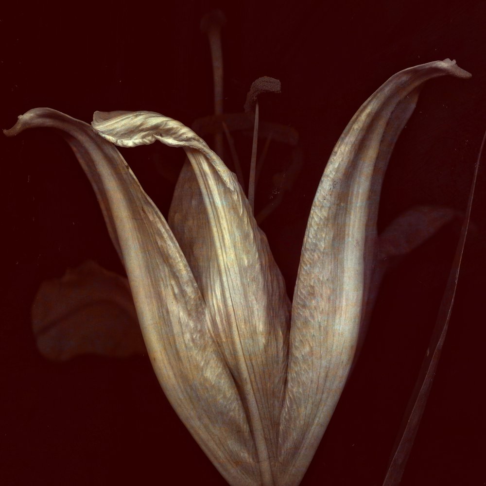 Lily 2 by Johan Lilja: Highest-quality art reproduction