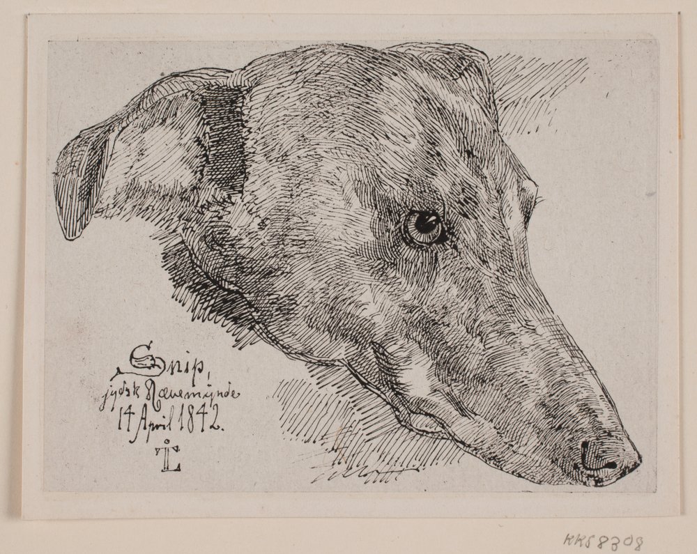 Dog Head, Snip by Johan Lundbye: Buy fine art print