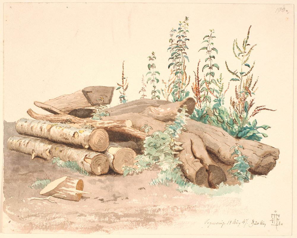 Some Felled Tree Trunks, a Water Trough, and Various Plant Growths
