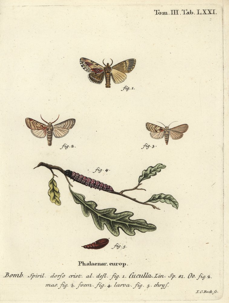 Maple Prominent and Heart Moth by Johann Carl Bock