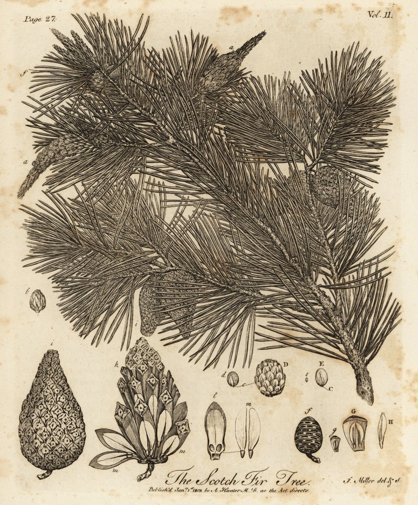 Scots pine tree, Pinus sylvestris by Johann Sebastien Muller