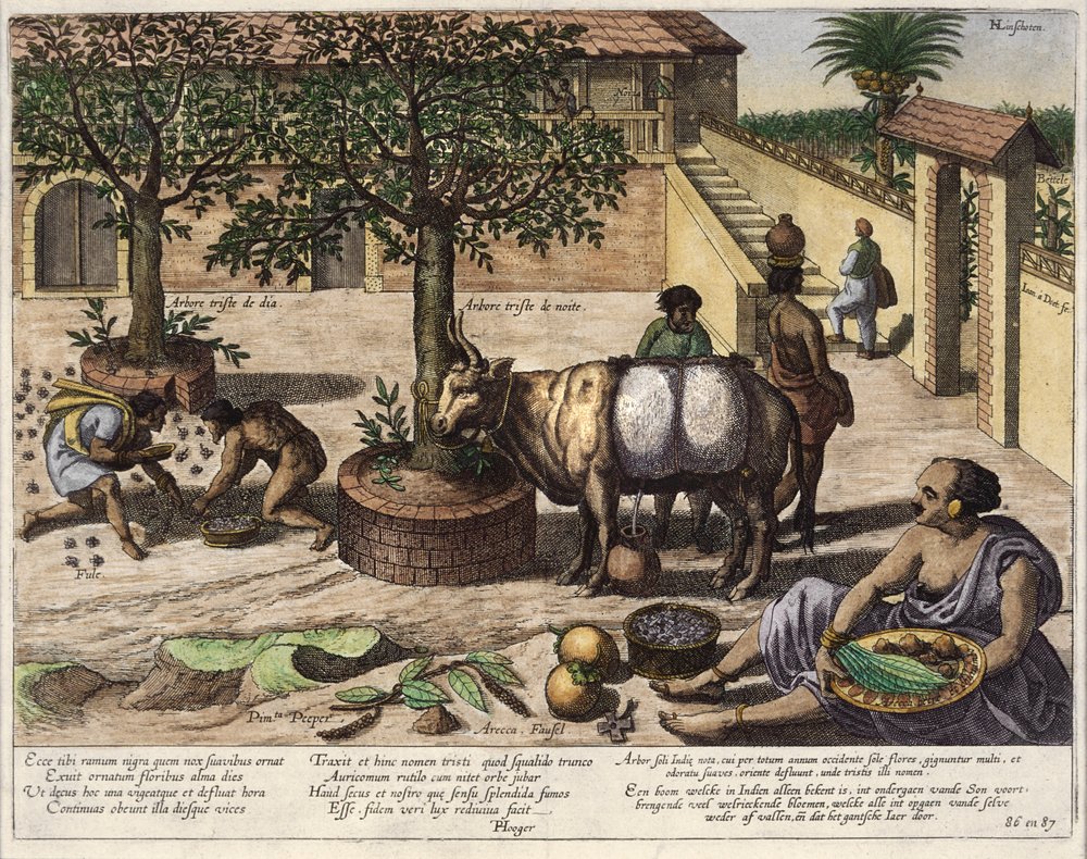 Indian produce, illustration from 'Jan Huyghen van Linschoten, His ...