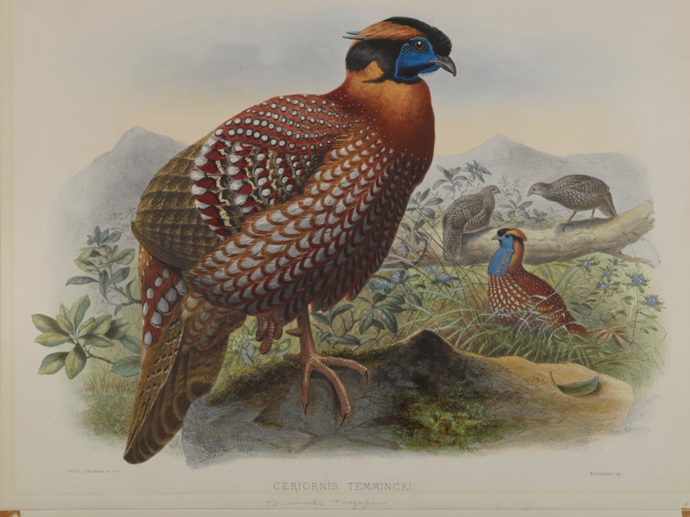Temminck's Tragopan by John Gould: Buy fine art print