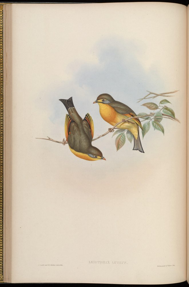 Leiothrix lutea by John Gould: Buy fine art print