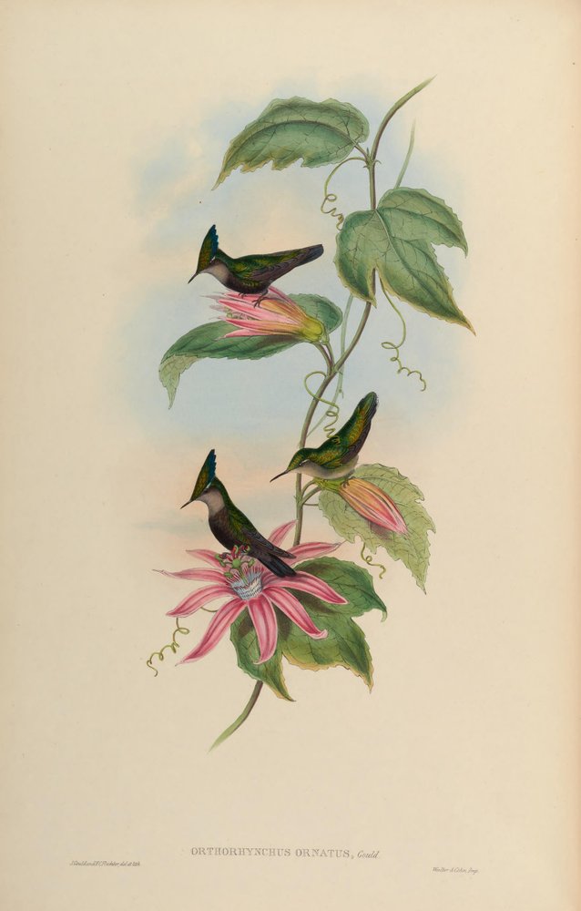 Orthorhynchus ornatus = Orthorhynchus cristatus ornatus