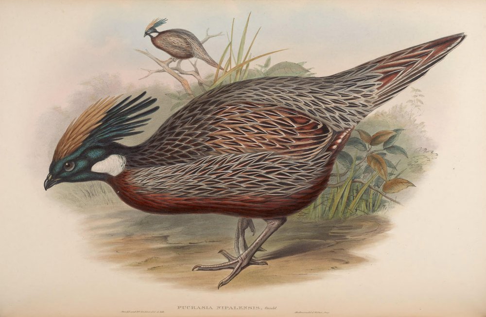 Pucrasia nipalensis by John Gould: Buy fine art print