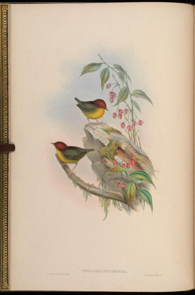 Chestnut-headed Tesia by John Gould: Buy fine art print