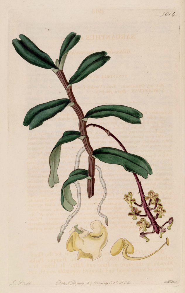 Illustration of Robiquetia succisa (as syn. Sarcanthus succisus)