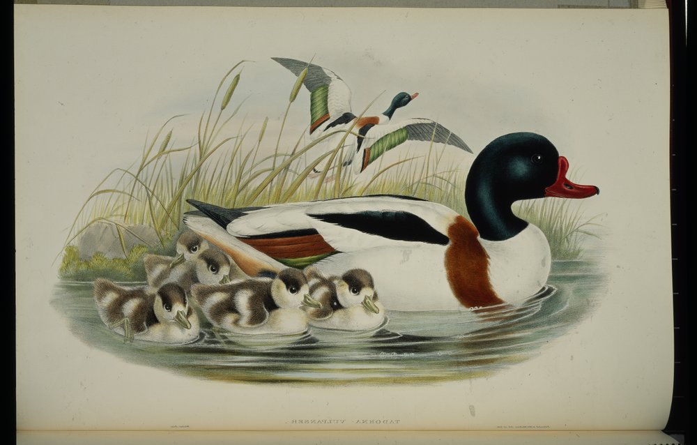 Shelduck by John (after) Gould: Buy fine art print
