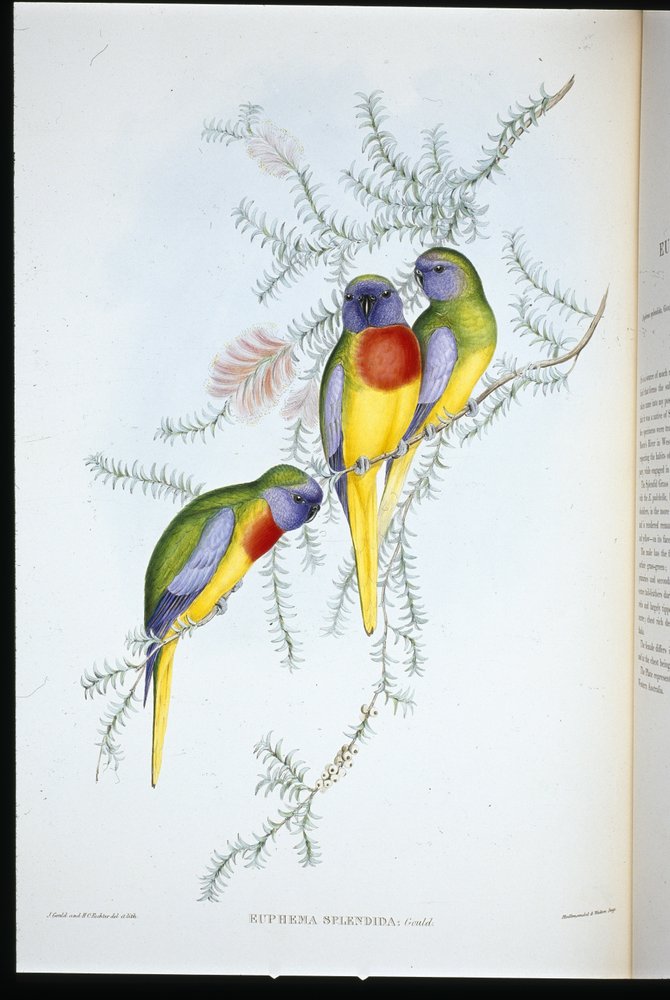 Splendid Grass Parakeet by John (after) Gould