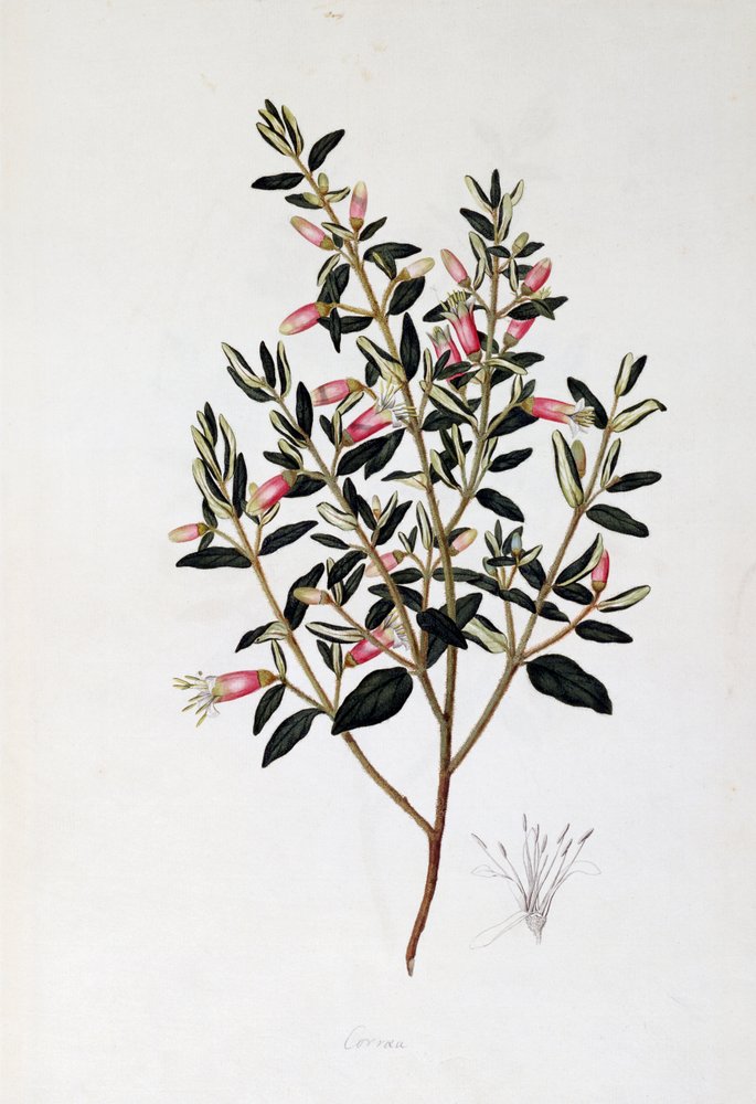 Correa Reflexa by John Frederick Miller: Fine art print