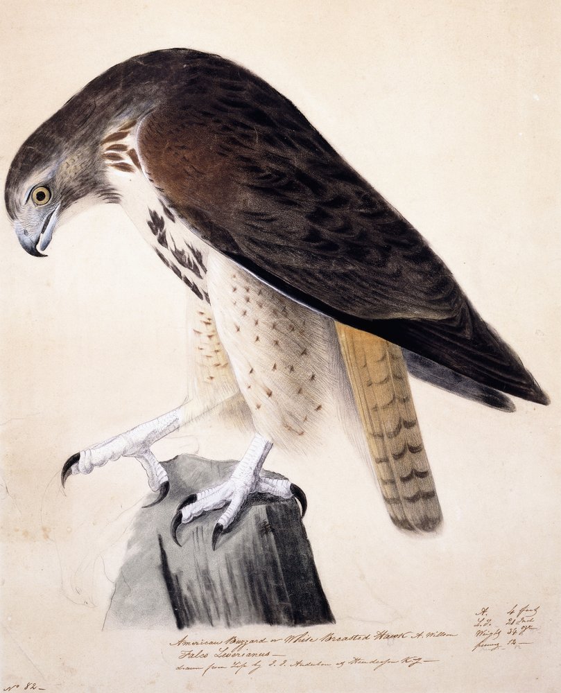 American Buzzard or White Breasted Hawk
