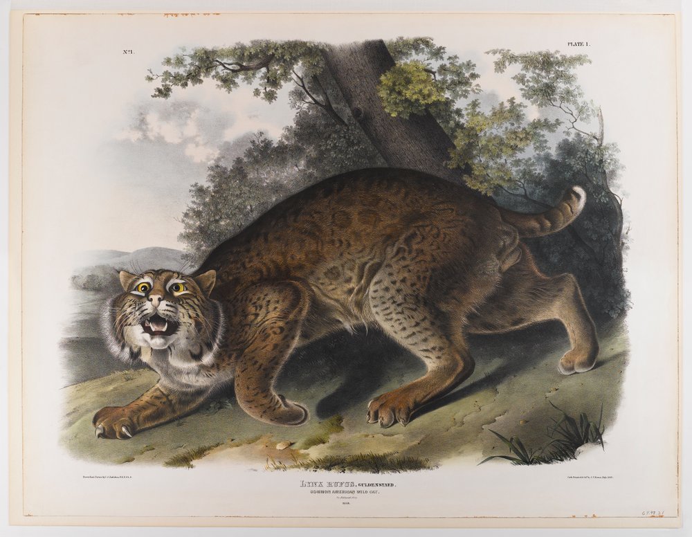 Common American wildcat by John James Audubon