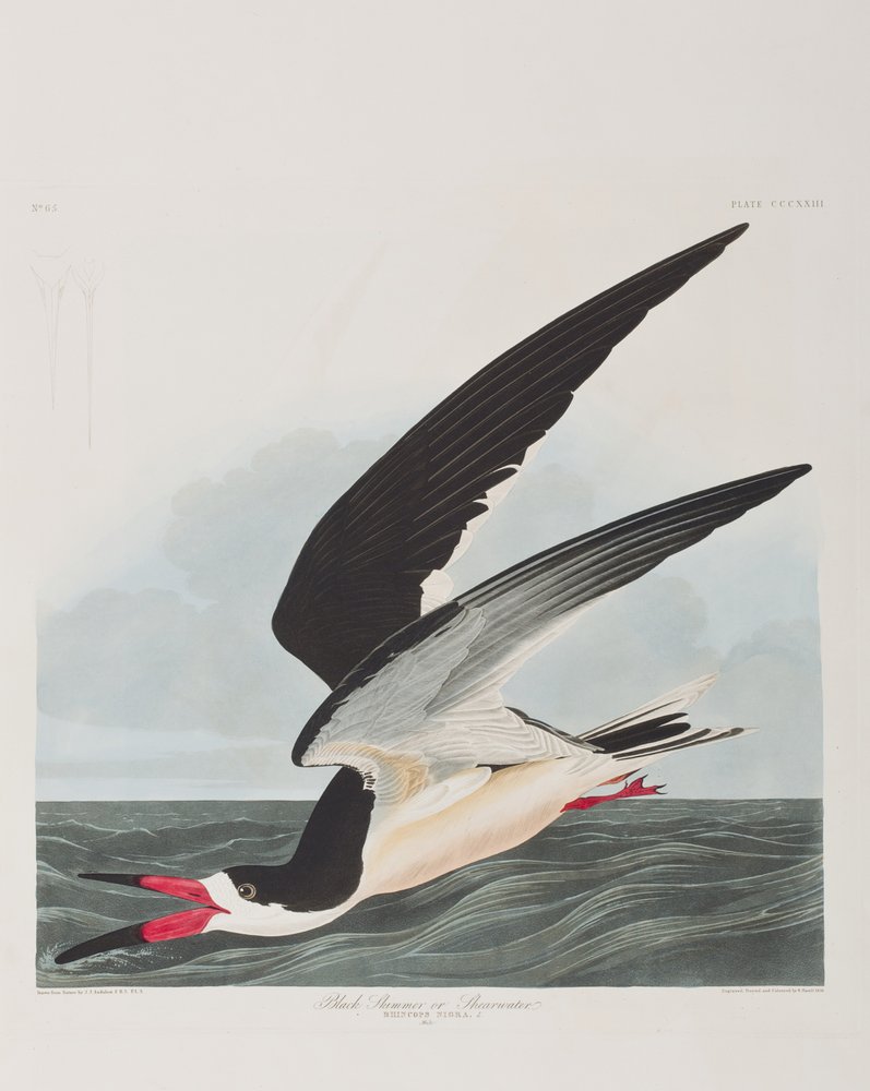 Illustration from 'Birds of America' by John James Audubon