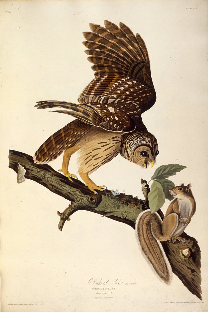 The Barred Owl (from The Birds of America, 1827-1838)