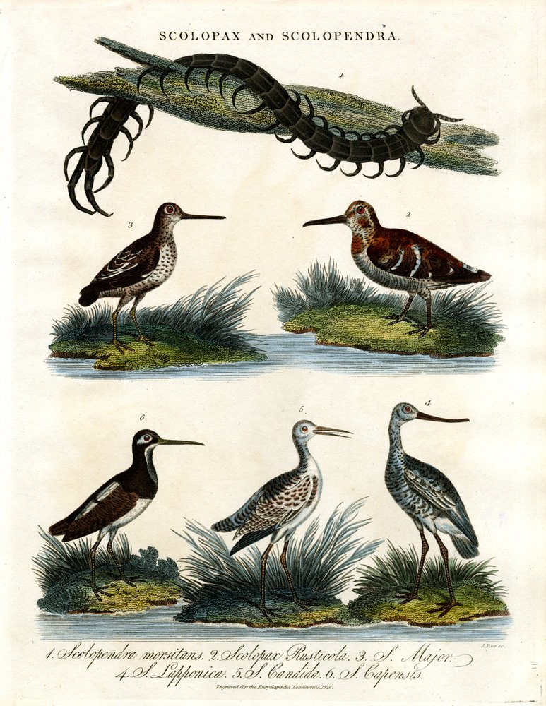 Scolopax and Scolopendra by John Pass: Buy fine art print